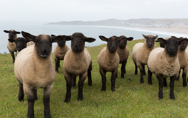 Restoring People and Places | Christian Conservation | A Rocha USA