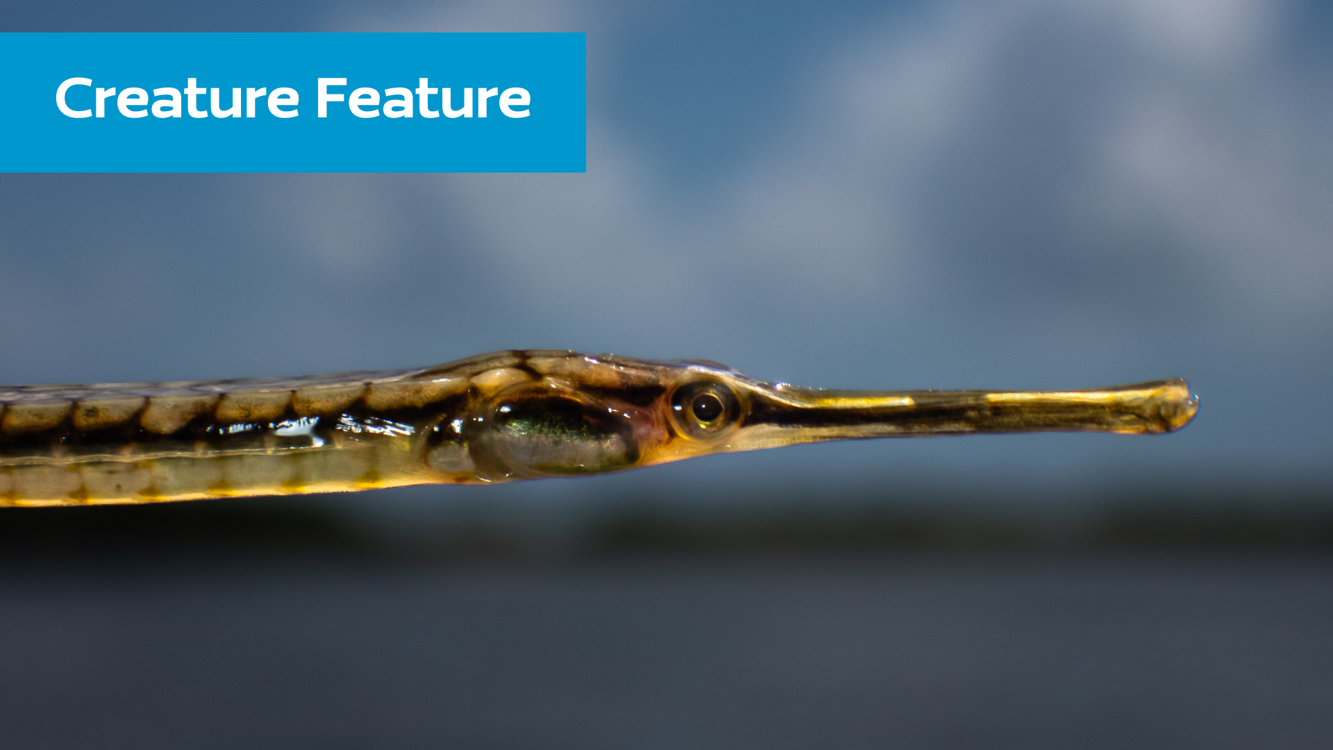 Creature Feature: The Chain Pipefish (Syngnathus louisianae)