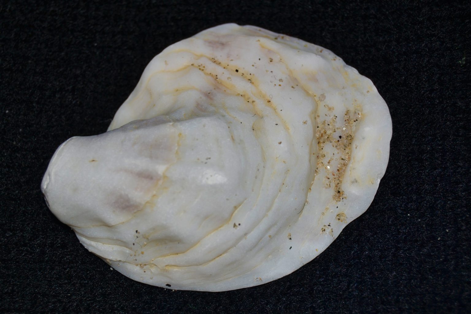 Creature Feature: The Eastern Oyster (Crassostrea virginica)