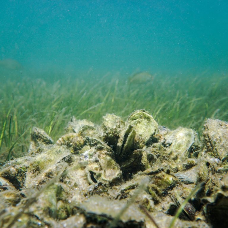 Creature Feature: The Eastern Oyster (Crassostrea virginica)